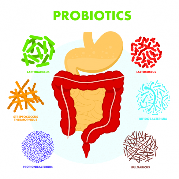 Probiotik | Bakteria Baik Yang Membantu Mencegah Pelbagai Penyakit