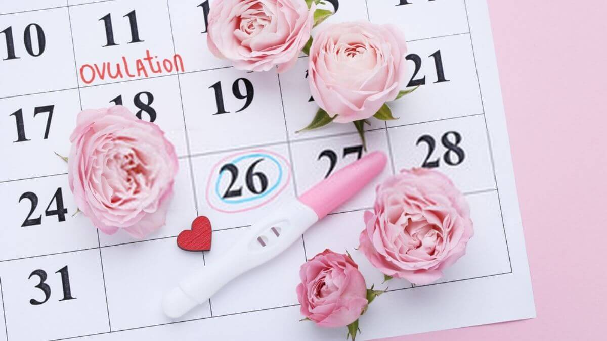 Proses Kehamilan: Dari Ovulasi Hingga Mengandung