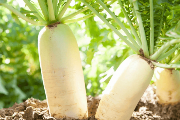 25+ Tempat Menarik di Putrajaya Yang Wajib Dikunjungi Keluarga! (2025)