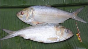 Panduan Mengenali 20 Jenis Ikan Yang Biasa Dijumpai di Pasar