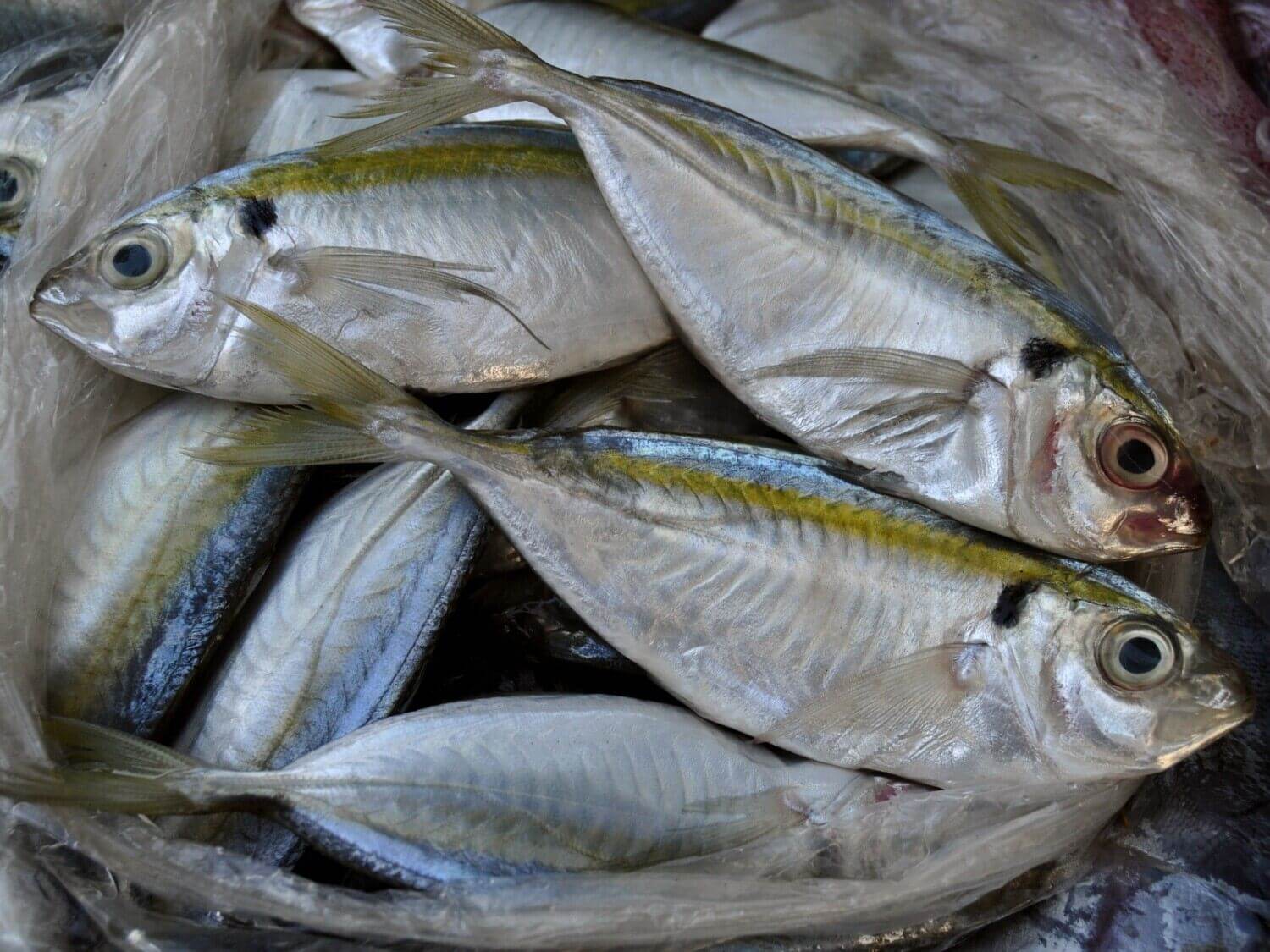 Sedapnya Ikan Kembung! Resepi Ikan Bakar Serai Menggunakan Air Fryer ...