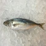 Panduan Mengenali 20 Jenis Ikan Yang Biasa Dijumpai di Pasar