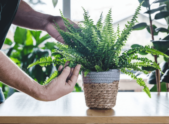 20 Pokok Hiasan Luar Rumah di Malaysia (2026) & Tips Penjagaannya