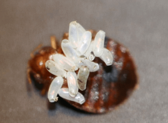 Cara Hapuskan Pepijat Untuk Keselesaan Seisi Keluarga (2025)