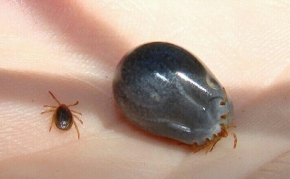 Pakar Jelaskan BAHAYA Jika Terkena Kutu Babi & Rawatannya