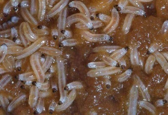 "Rasa macam ada ulat dalam hidung!" Pakar Bongkarkan Fakta Resdung