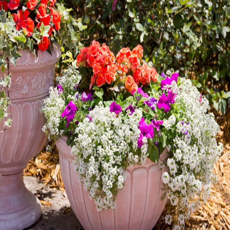 7 Idea Susun Atur Pasu Bunga di Halaman Rumah Agar Lebih Menarik