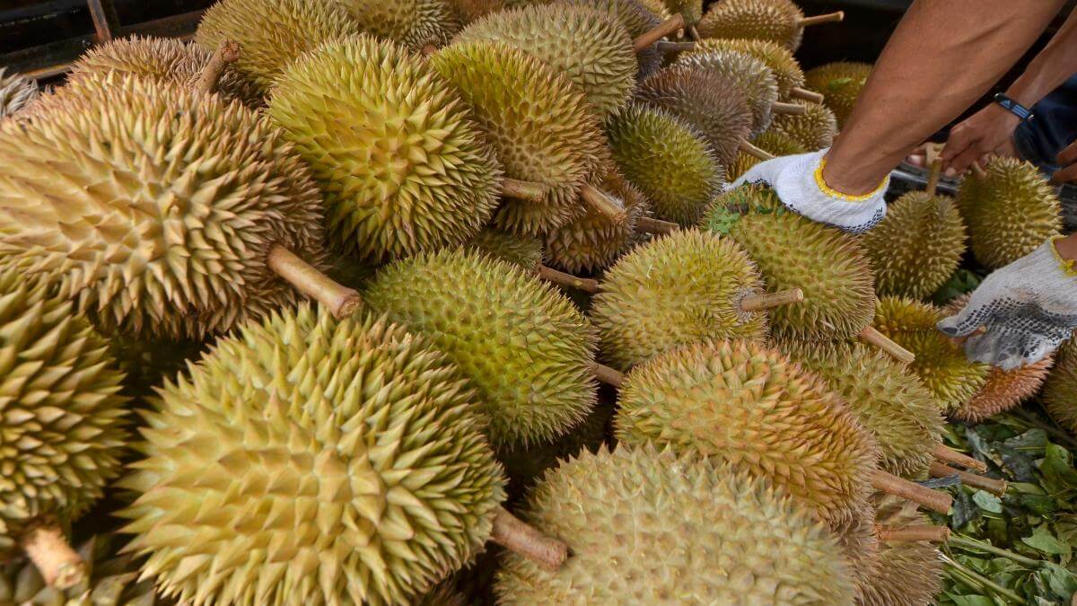 "Makan Durian Awet Muda" 10 Cara Pilih Durian Manis dan Tebal (2025)