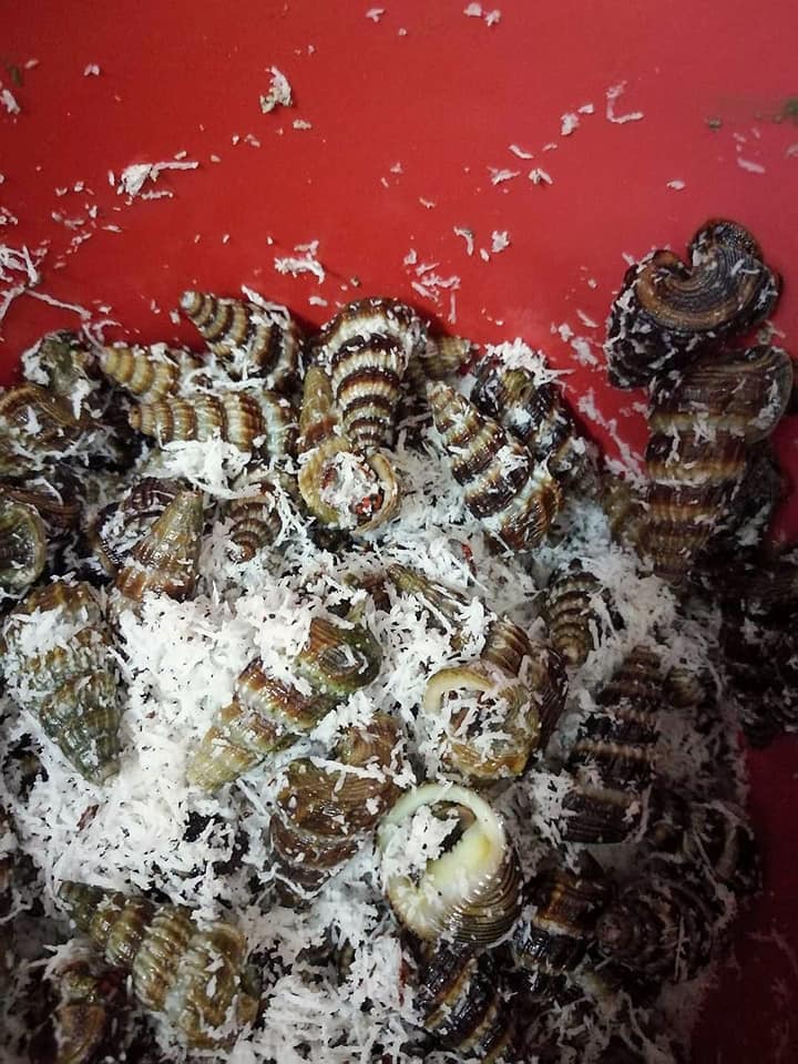 3 Cara Bersihkan Siput Sedut Yang Mudah Untuk Mama (2024)