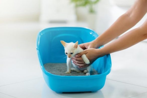 6 Cara Jaga Anak Kucing Baru Lahir Hingga Umur Sebulan: Makanan ...