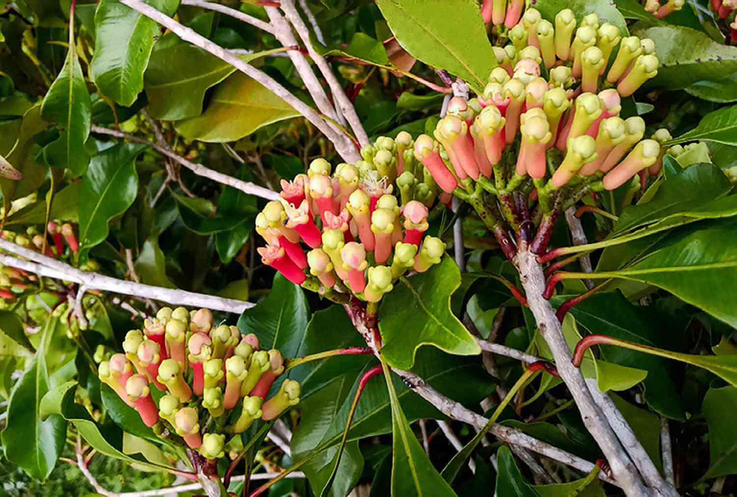 "Bantu Langsing"- 15 Khasiat Bunga Cengkih Kepada Kesihatan