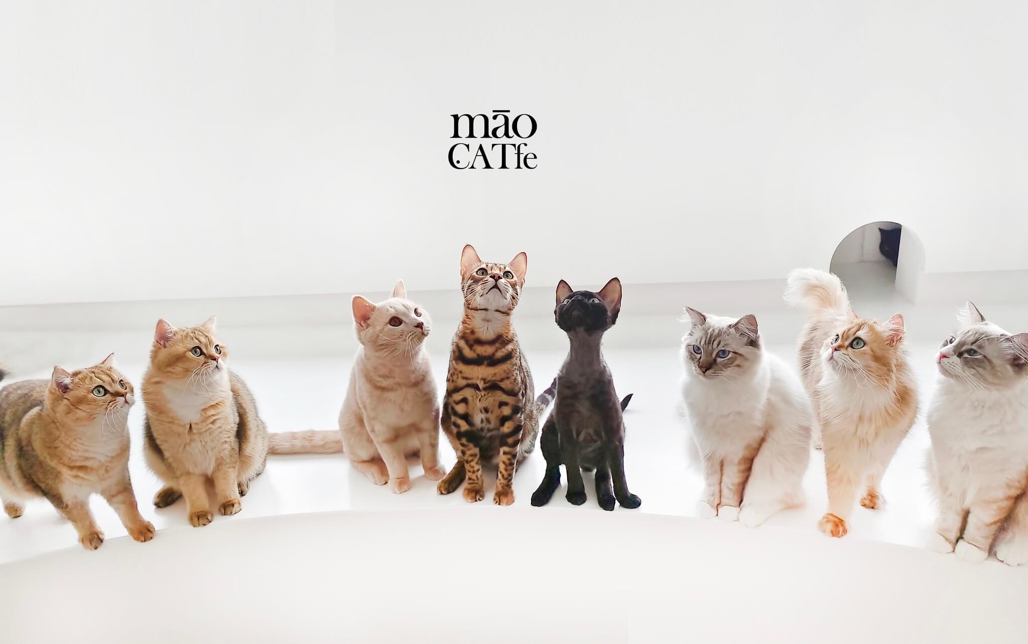 Comelnya! Ini 5 Kafe Kucing Bagi Penggemar 'Oyen' di Lembah Klang