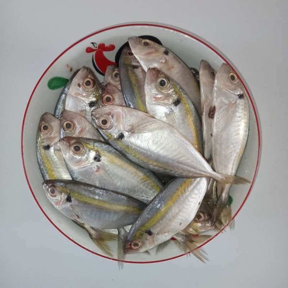 Segar Macam Baru Beli! 5 Cara Simpan Ikan Tahan Lama (2026)