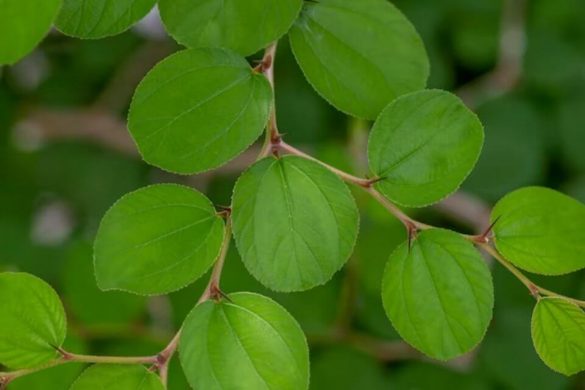 7 Punca Gegata dan Rawatan Segera Yang Boleh Dilakukan