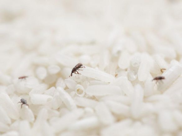 Masalah Kutu Beras di Rumah Mama? Inilah Cara Menghapuskannya