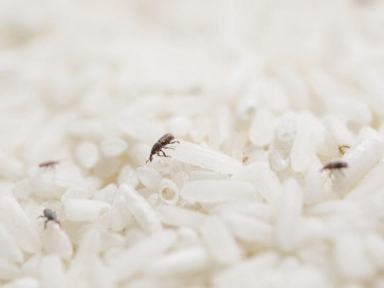 Masalah Kutu Beras di Rumah Mama? Inilah Cara Menghapuskannya