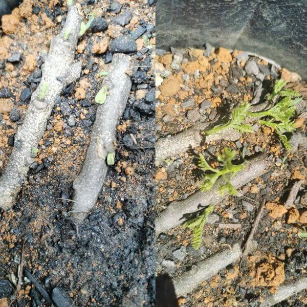 2 Cara Tanam Pokok Kari + Petua Pokok Subur Untuk Mama (2024)