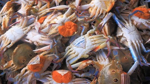 Eh, Ada Ketam Haram Dimakan? Kenali Jenis Ketam Yang Mungkin Orang Tak Tahu