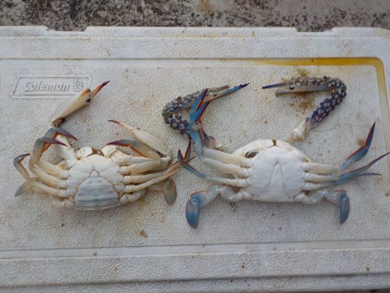 Ini 8 Cara Pilih Ketam Bunga Yang Segar dan Isi Padat! Tak Rugi Membeli ...