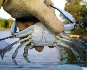 Ini 8 Cara Pilih Ketam Bunga Yang Segar dan Isi Padat! Tak Rugi Membeli ...