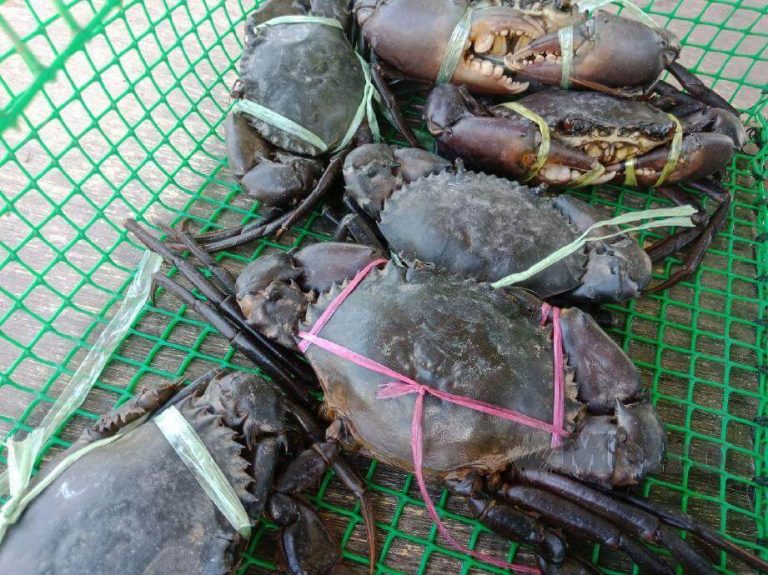 Eh Ada Ketam Haram Dimakan Kenali Jenis Ketam Yang Mungkin Orang Tak Tahu