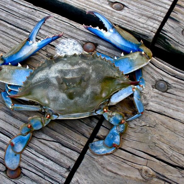 Eh, Ada Ketam Haram Dimakan? Kenali Jenis Ketam Yang Mungkin Orang Tak Tahu