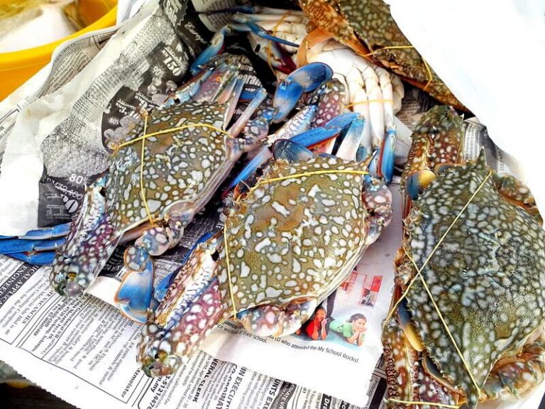 Eh, Ada Ketam Haram Dimakan? Kenali Jenis Ketam Yang Mungkin Orang Tak Tahu