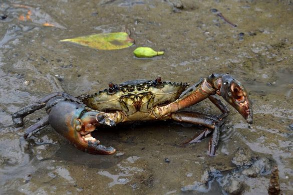Eh, Ada Ketam Haram Dimakan? Kenali Jenis Ketam Yang Mungkin Orang Tak Tahu
