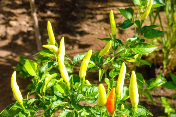 8 Jenis Jubin Mozek Bilik Air dan Tips Pilih Mozek Berkualiti (2024)