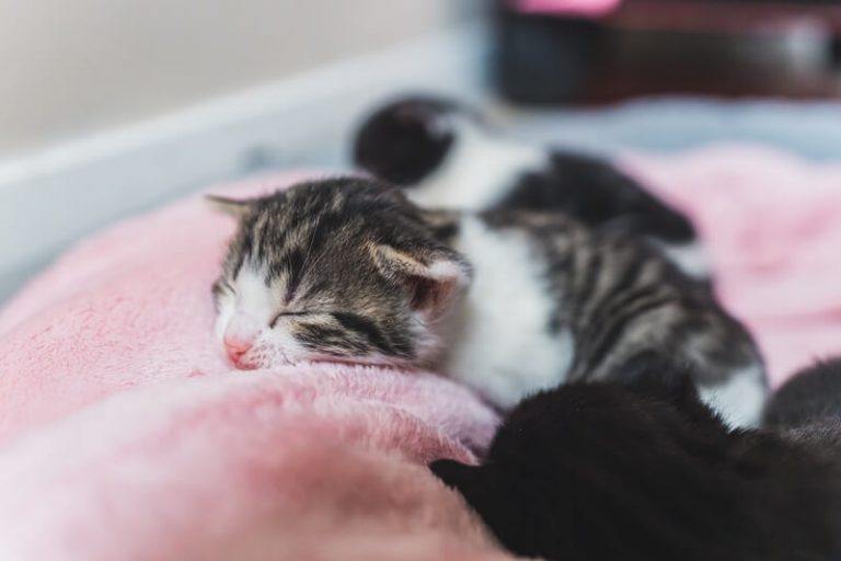 6 Cara Jaga Anak Kucing Baru Lahir Hingga Umur Sebulan: Makanan ...