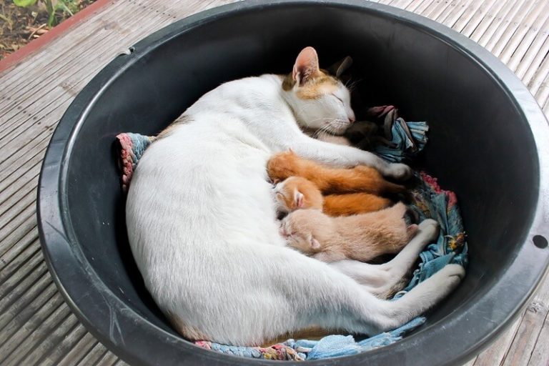 6 Cara Jaga Anak Kucing Baru Lahir Hingga Umur Sebulan: Makanan ...